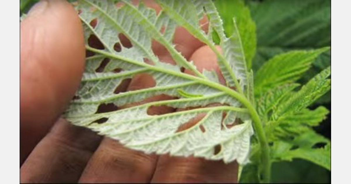How to deal with raspberry sawfly﻿ in high tunnels