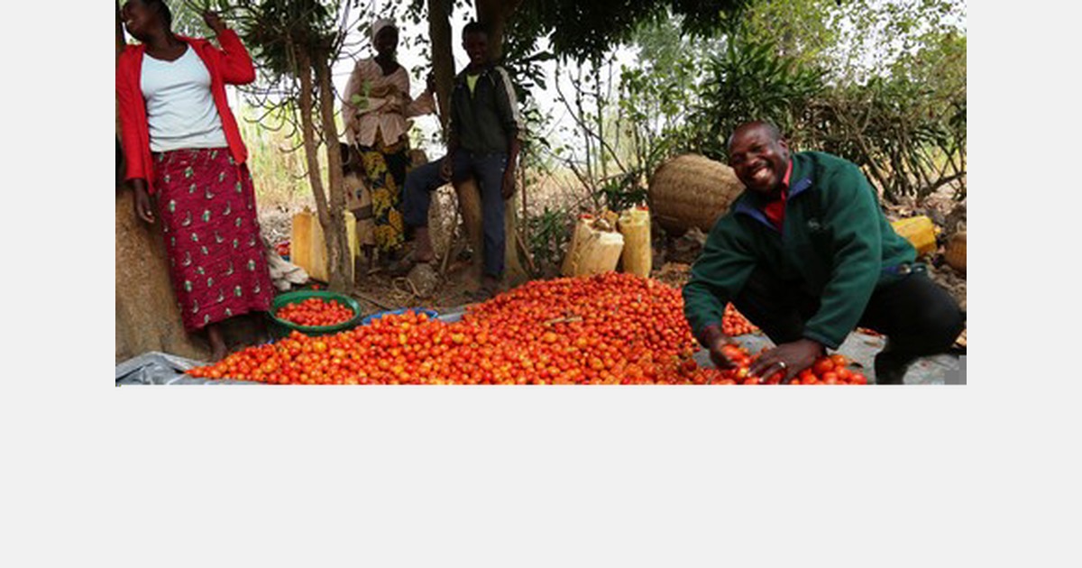 Rwanda grower hits ‘jackpot’ in tomato farming