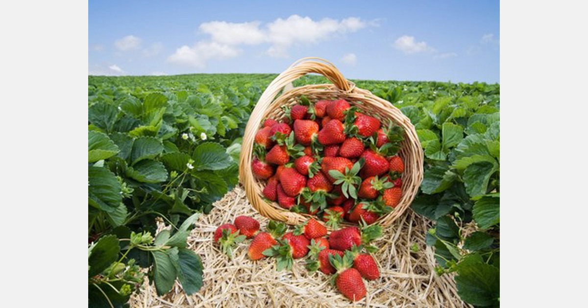 Hand-picked specialty crops ‘ripe’ for precision agriculture techniques