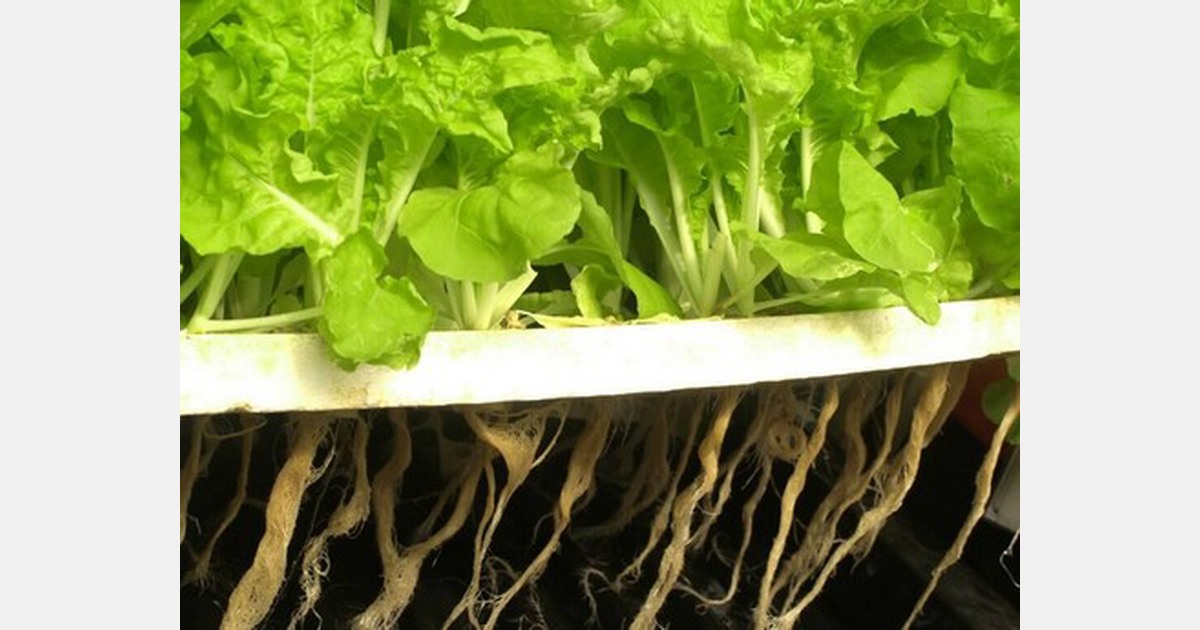 All you need to know to choose a hydroponic design