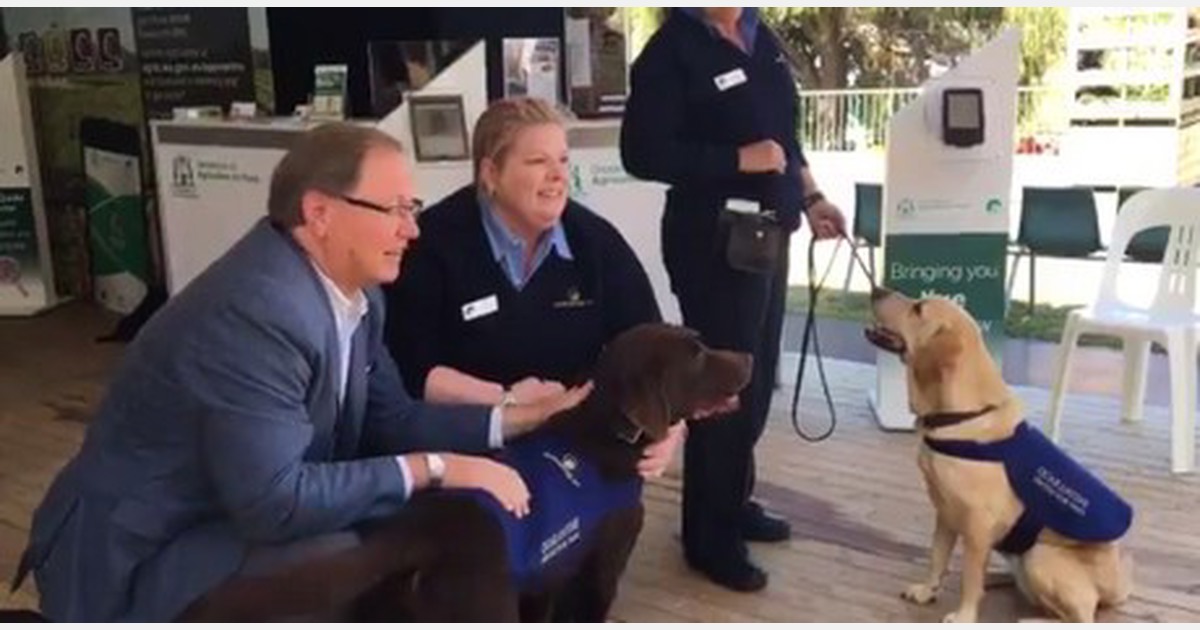 AU: New biosecurity dogs ready to get to work