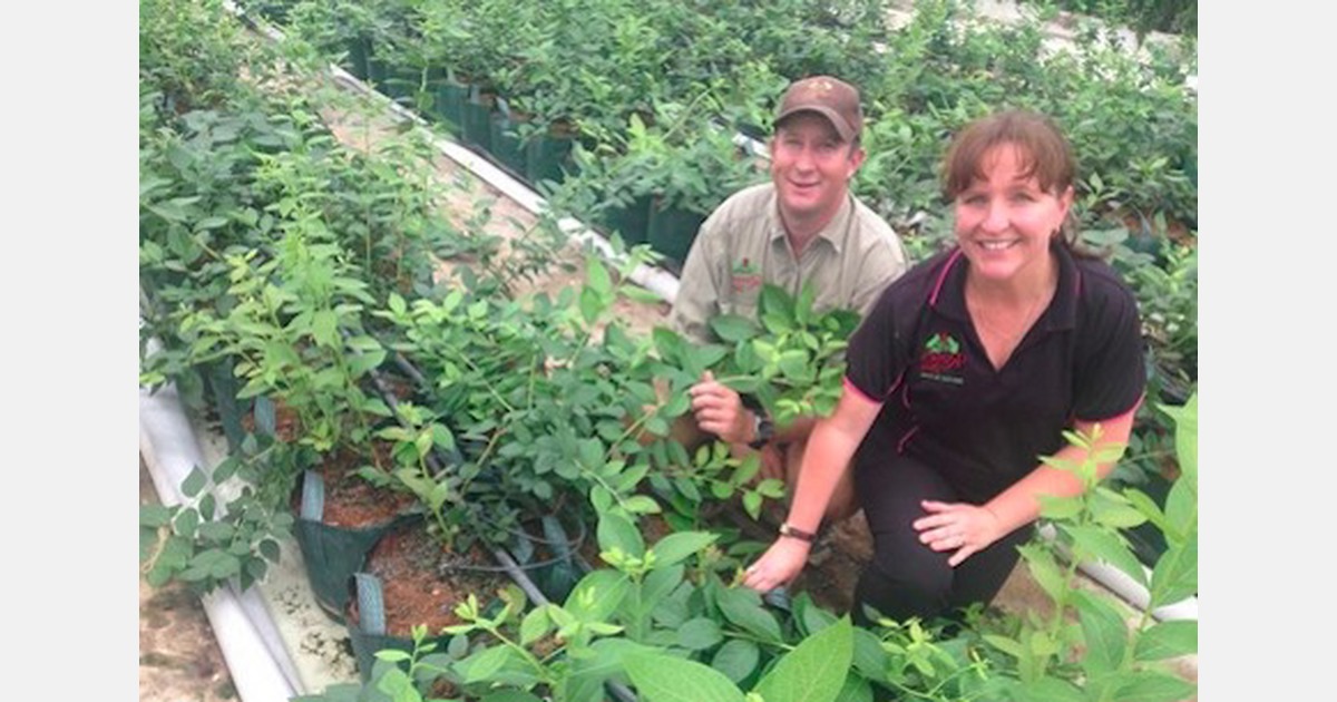 Australia: Wade and Nicky Mann forced to re-invent themselves again