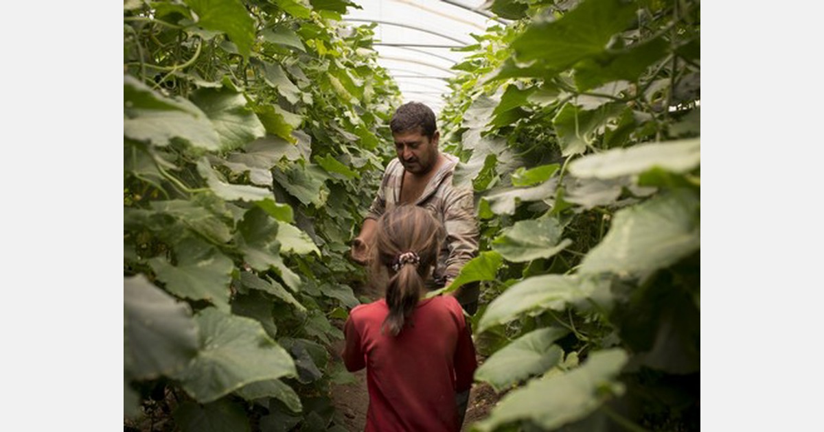 Syrian farmer grows a new life in Iraq