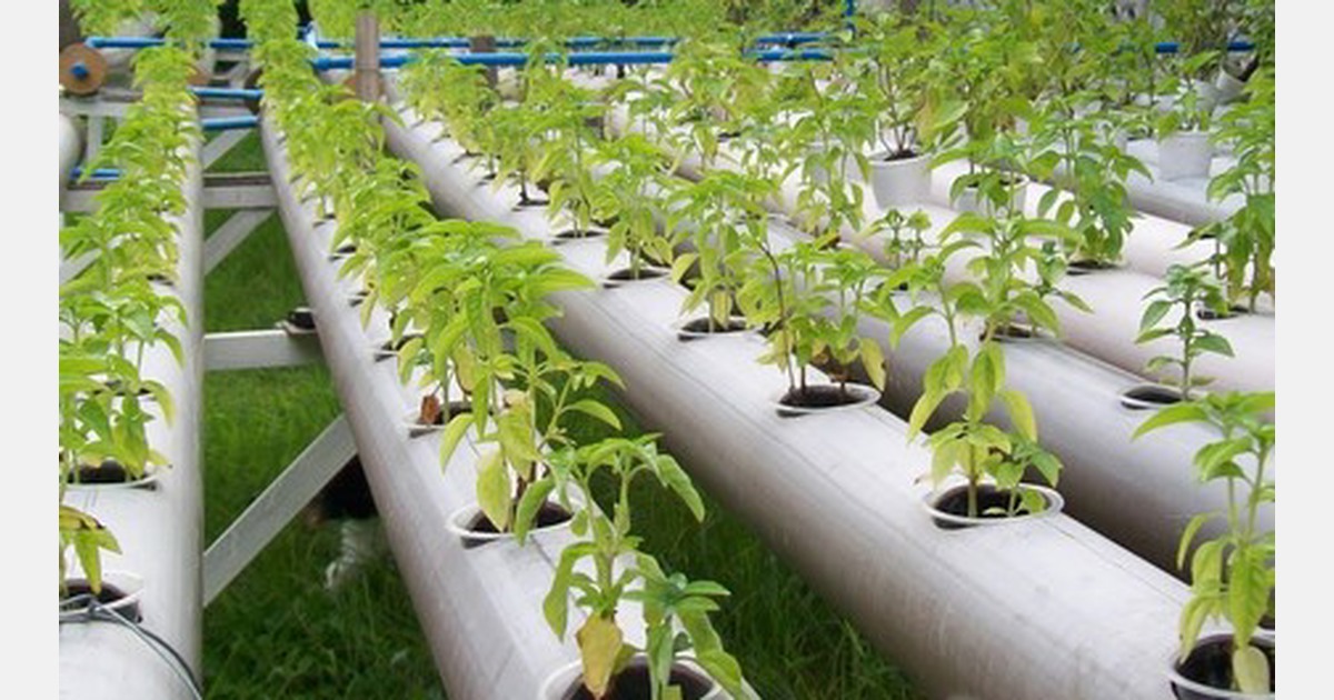 "Kuwait: "Hydroponics farming boosts production at low cost"