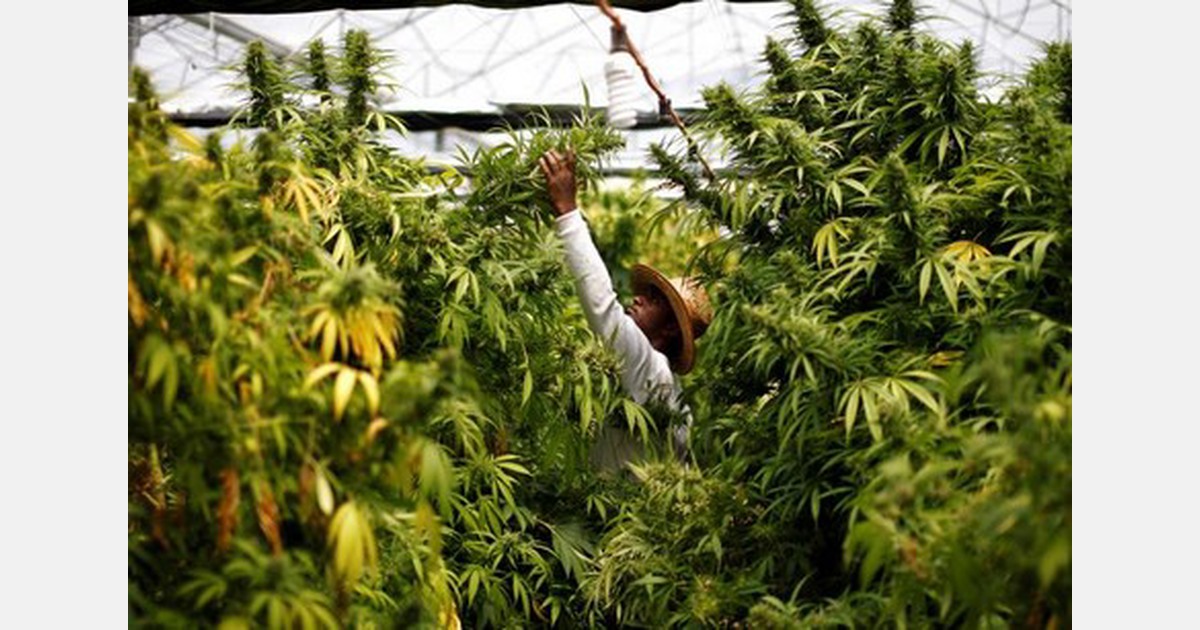 Roadblocks hit Israel's export of medical marijuana