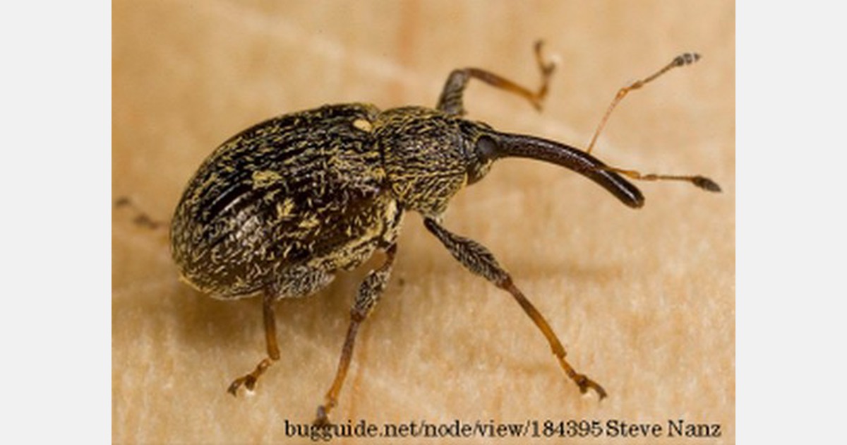 US (NJ): Planning for Pepper Weevil