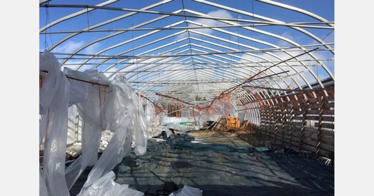 CAN (NL): Lester's Farm greenhouse take hit in windstorm