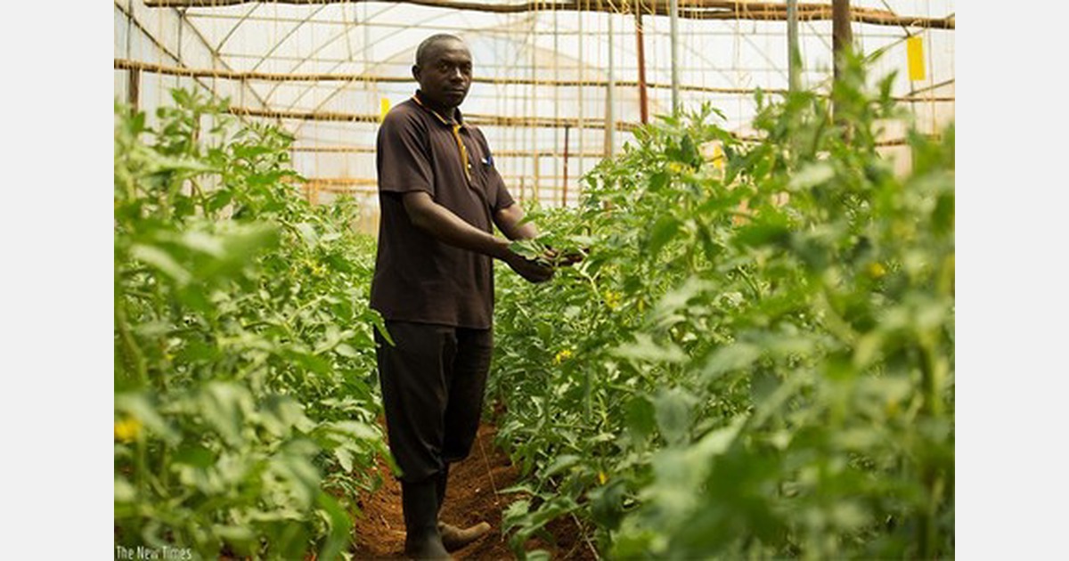 Rwanda: School dropout reaps millions from horticulture