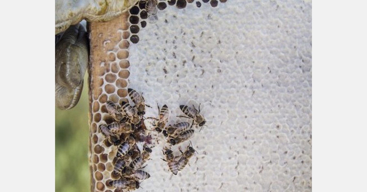 US (MI): Protection plan for managed pollinators in draft release