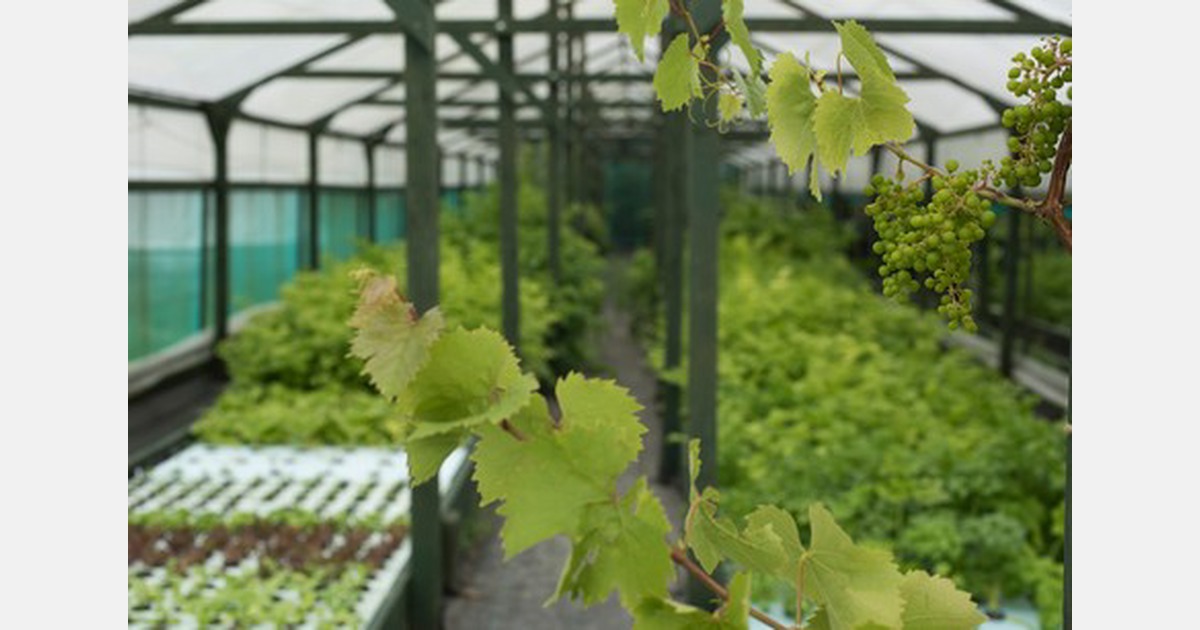 UK: Bristol Fish Project offers commercial aquaponics course