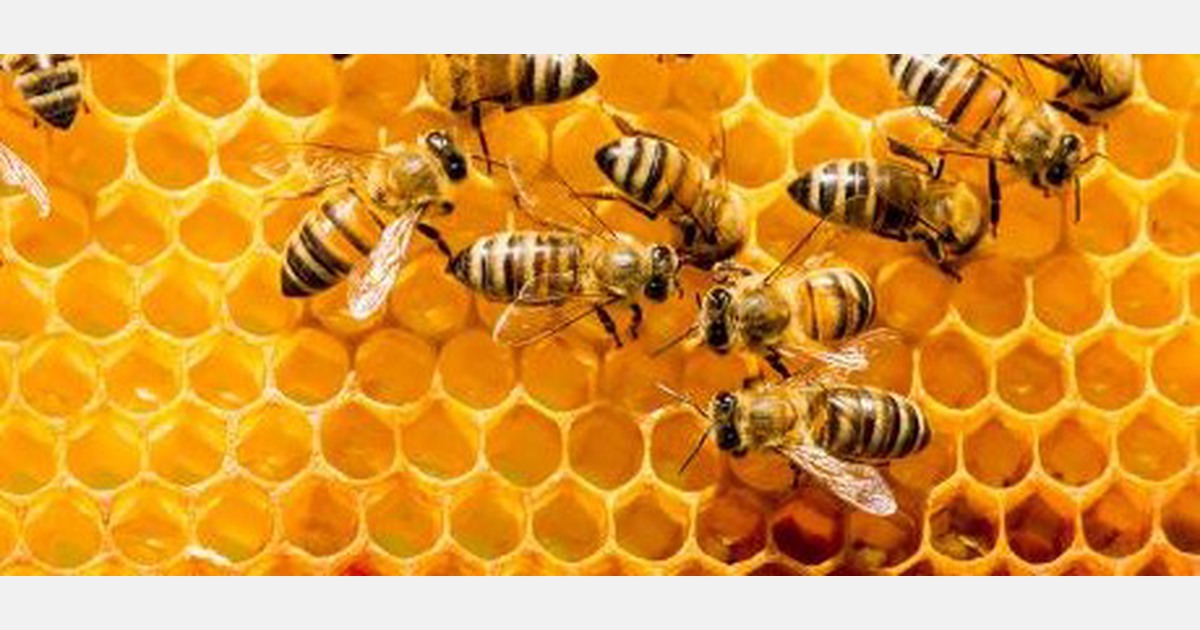 Towards a European Bee Partnership