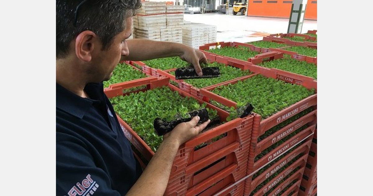 Italy: Marconi improves soil blocks with new Flier machine