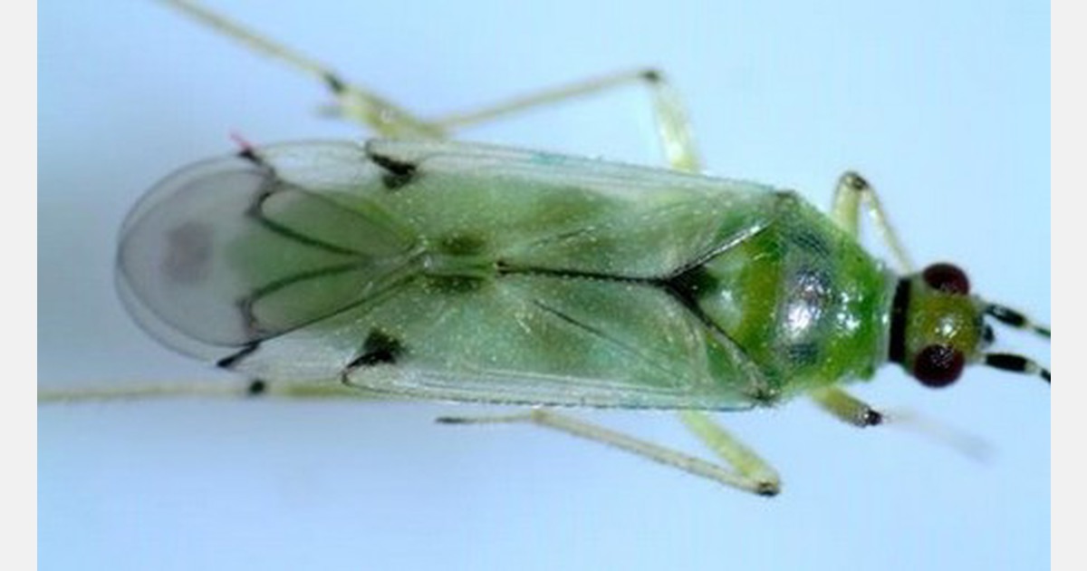 Australia: Predator bugs against tomato potato psyllid identified