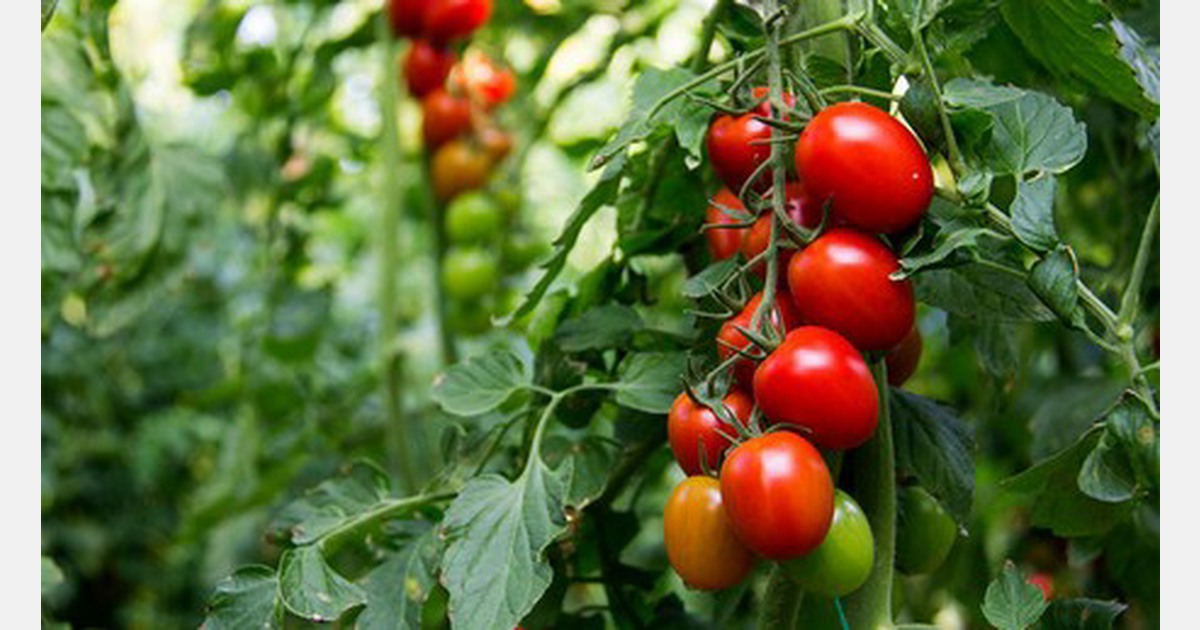 German breeders develop ‘open source’ plant seeds