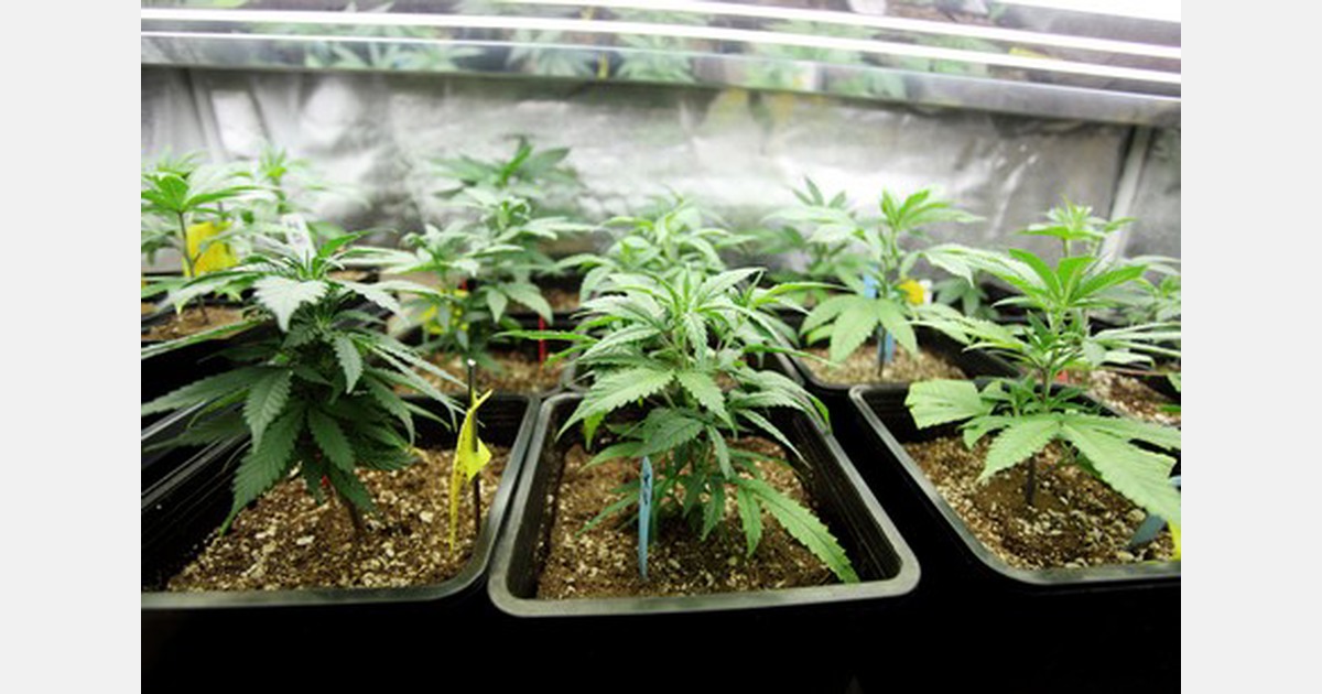 Research: Organic fertilizer for cannabis in two coir-based substrates