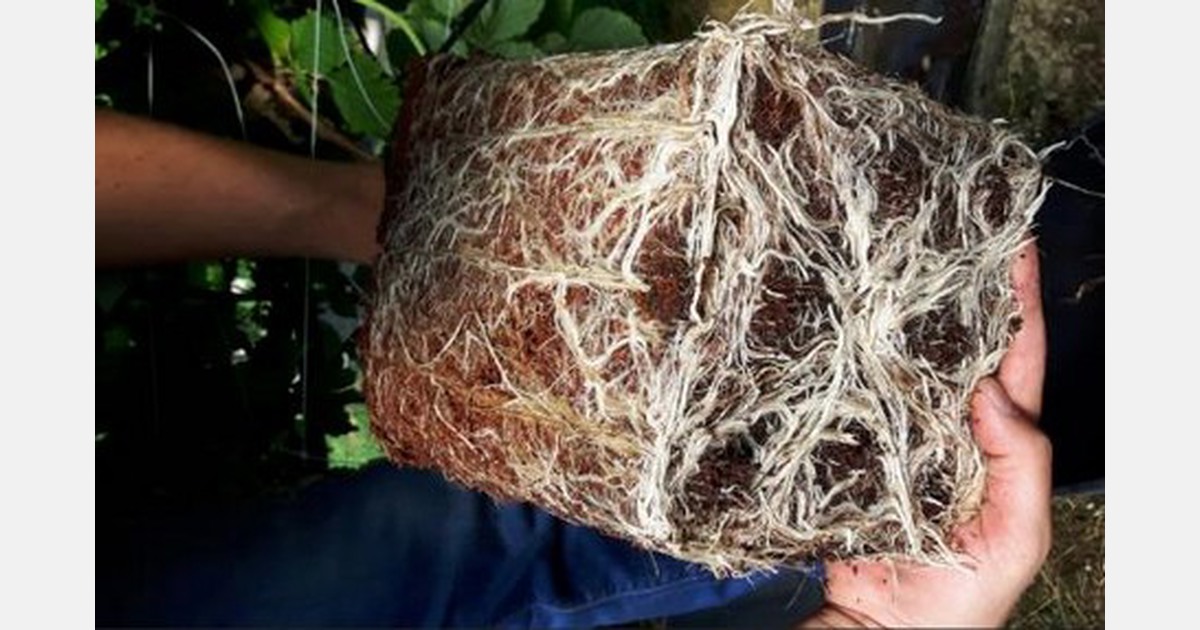 5 easy steps to cultivate successfully in pots and troughs