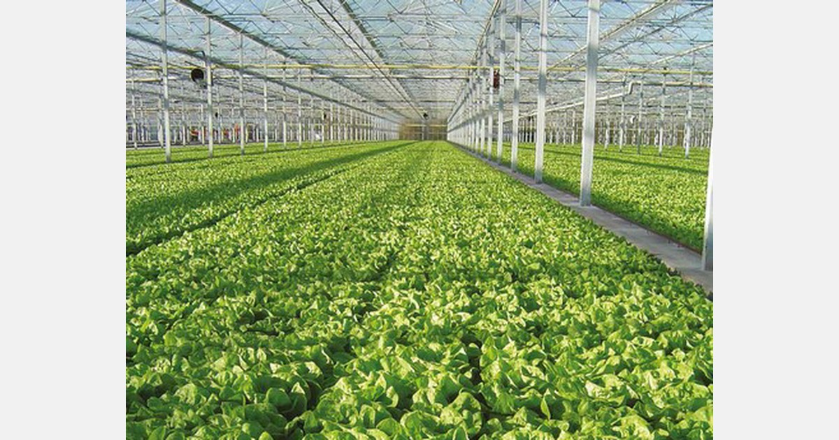 "New PO Scheme will help fresh produce succeed post-Brexit"