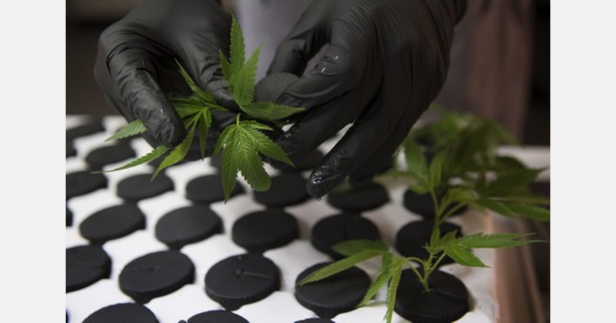 "Maryland is mired in a medical-marijuana morass"