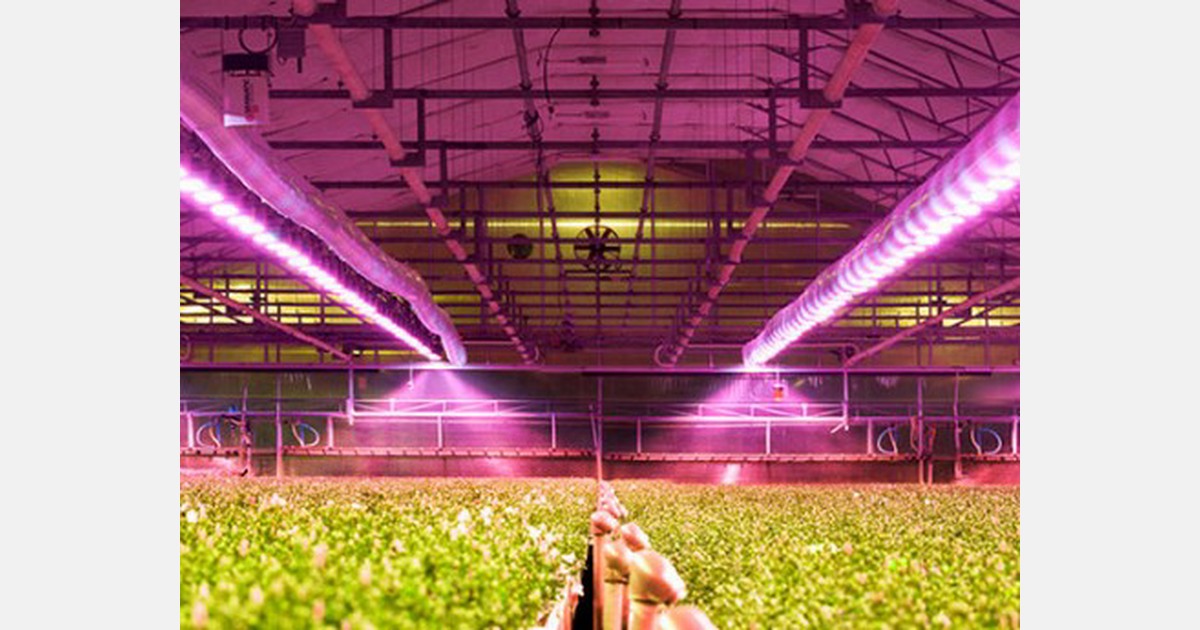 Hort Americas offers OSRAM horticultural LED lights