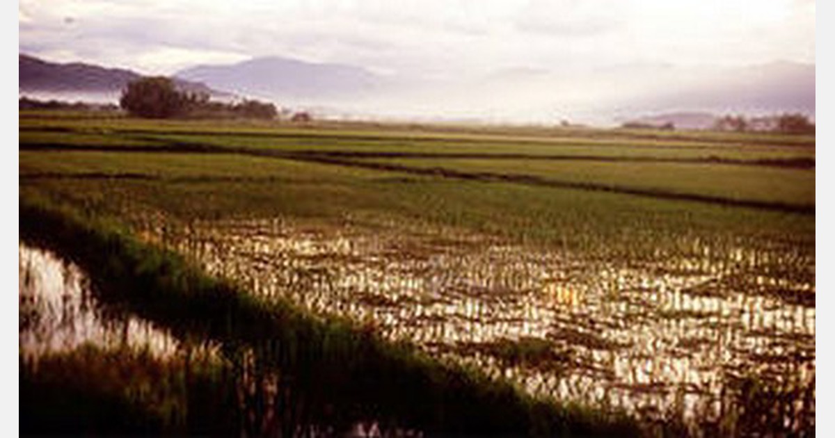 Equatorial agriculture faces uncertainty over climate change