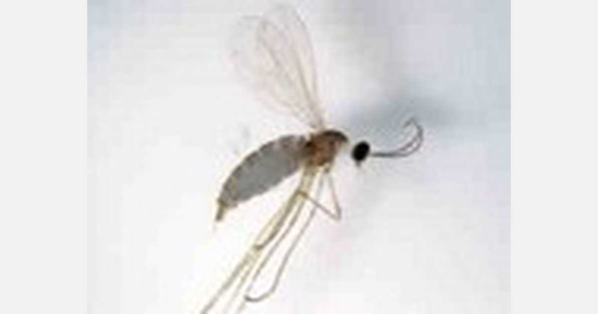 US (MN): New invasive insect causing damage to vegetable crops