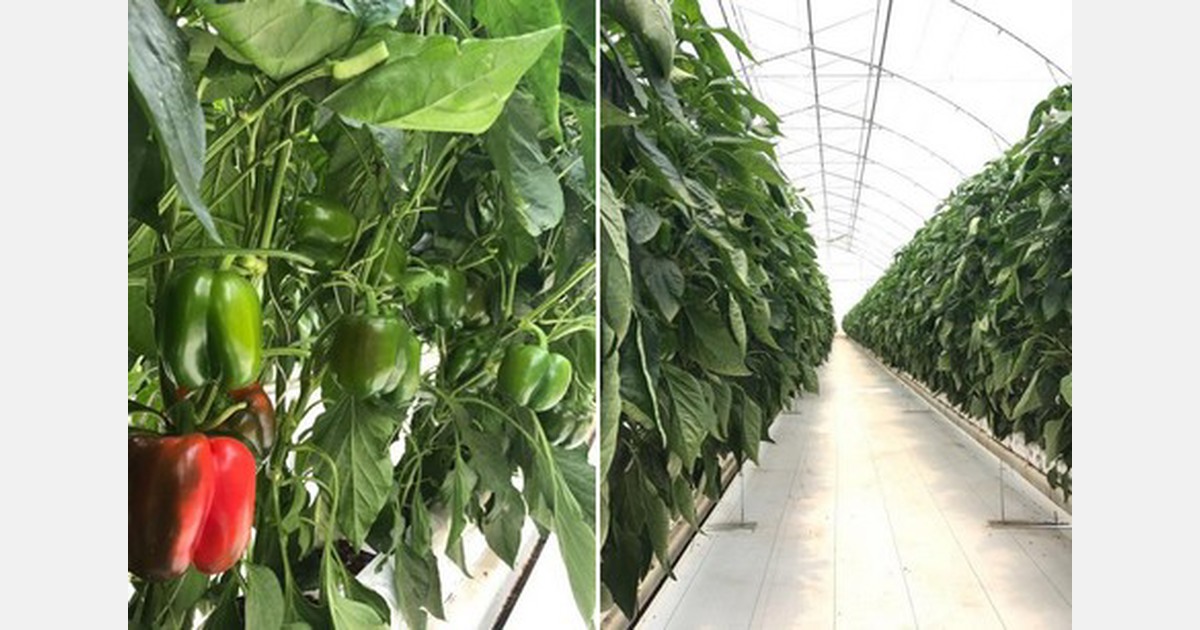 Divemex ships first organic peppers from new facility
