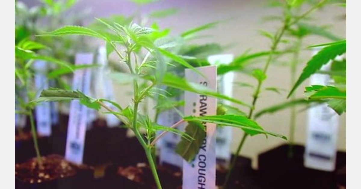 US: FDA hints it may look into marijuana health claims