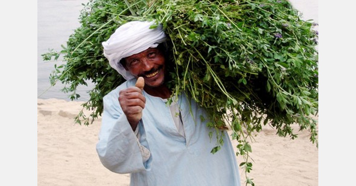 UK: Levity CropScience appoints Egyptian distributor