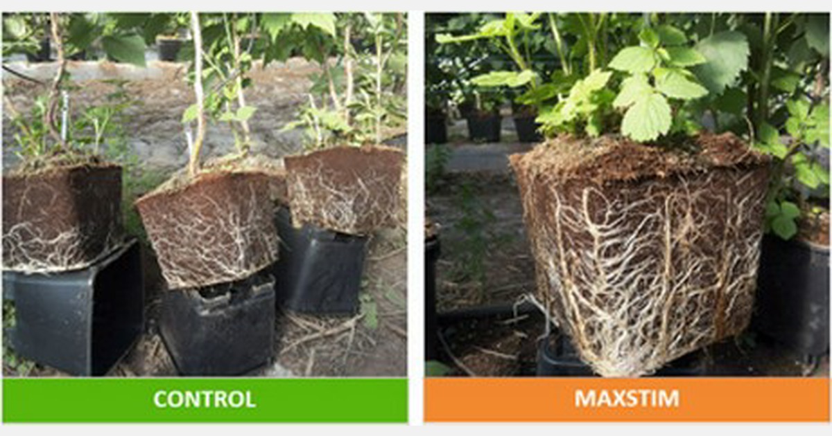 Maxstim shows positive results in raspberries