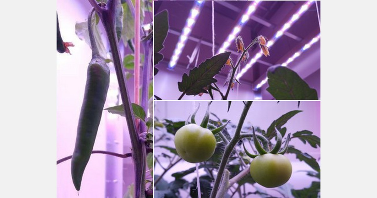 Finding the best LED light recipe for your crop