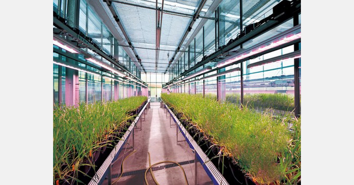 The role of LEDs in speed breeding