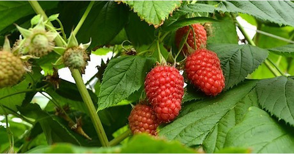 US (CA): Growers get help from UC in estimating raspberry production costs