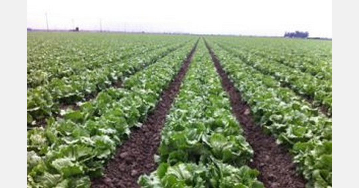 US: Leafy Greens Food Safety Task Force formed