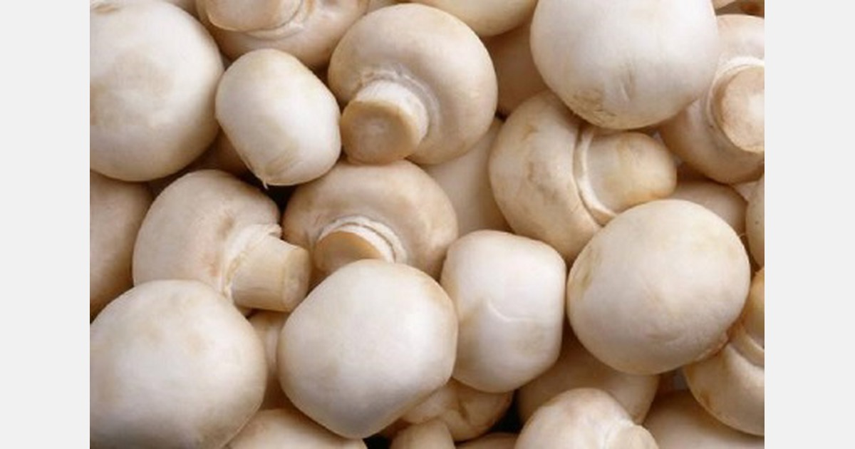 First Russian mushroom compost plant under construction