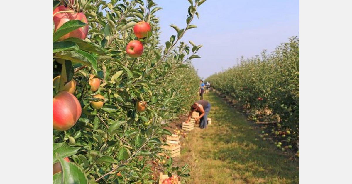 Australia: Growcom supports crackdown on labour hire licensing