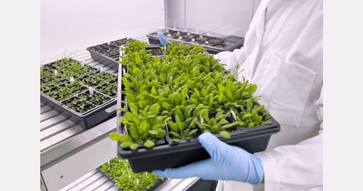 Groundwork for playing with the architecture of plants