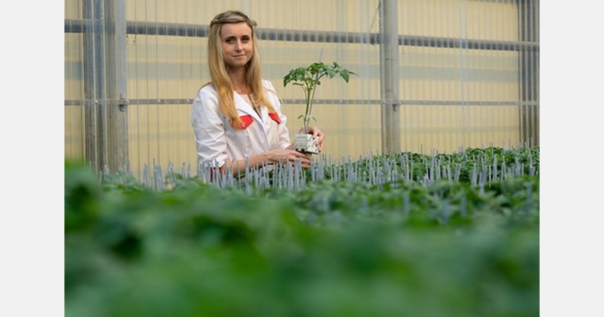 Russia: New greenhouse complex opened in Nevel area