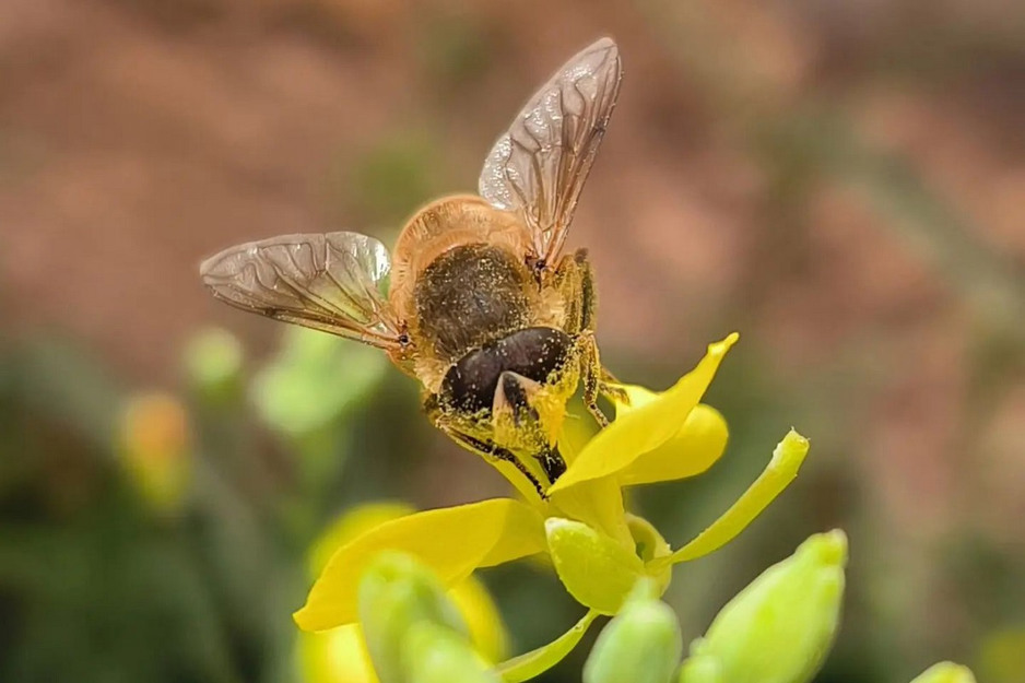 Polyfly boosts pollination with hoverflies