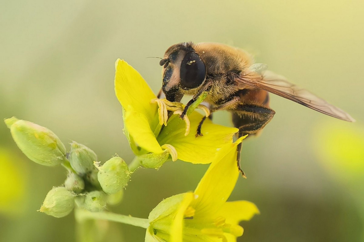 Polyfly boosts pollination with hoverflies