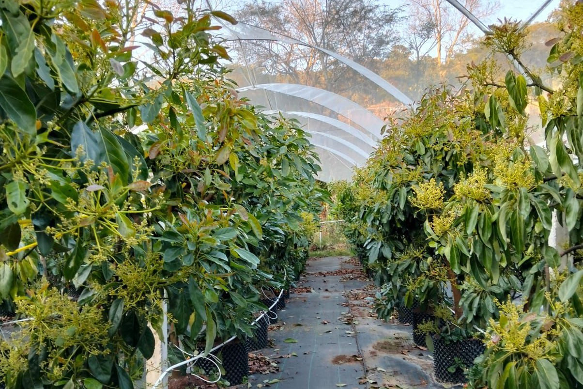 From berries to avocados, hydroponics enters new territories