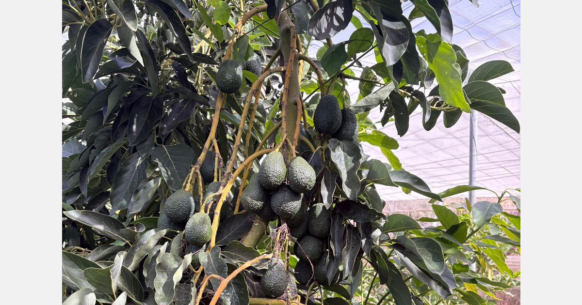 mediterranean farming process