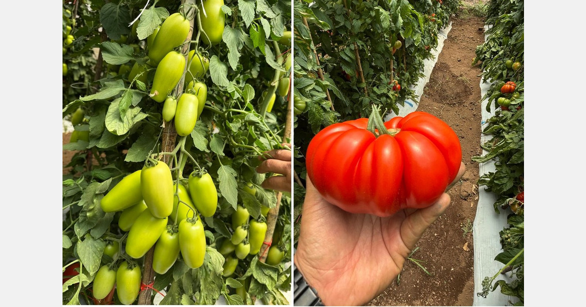 Corbel Seeds enters Mexico with a genetics first strategy