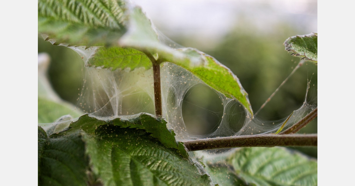 Mexico: Early season pressure from red spider mite puts growers on alert