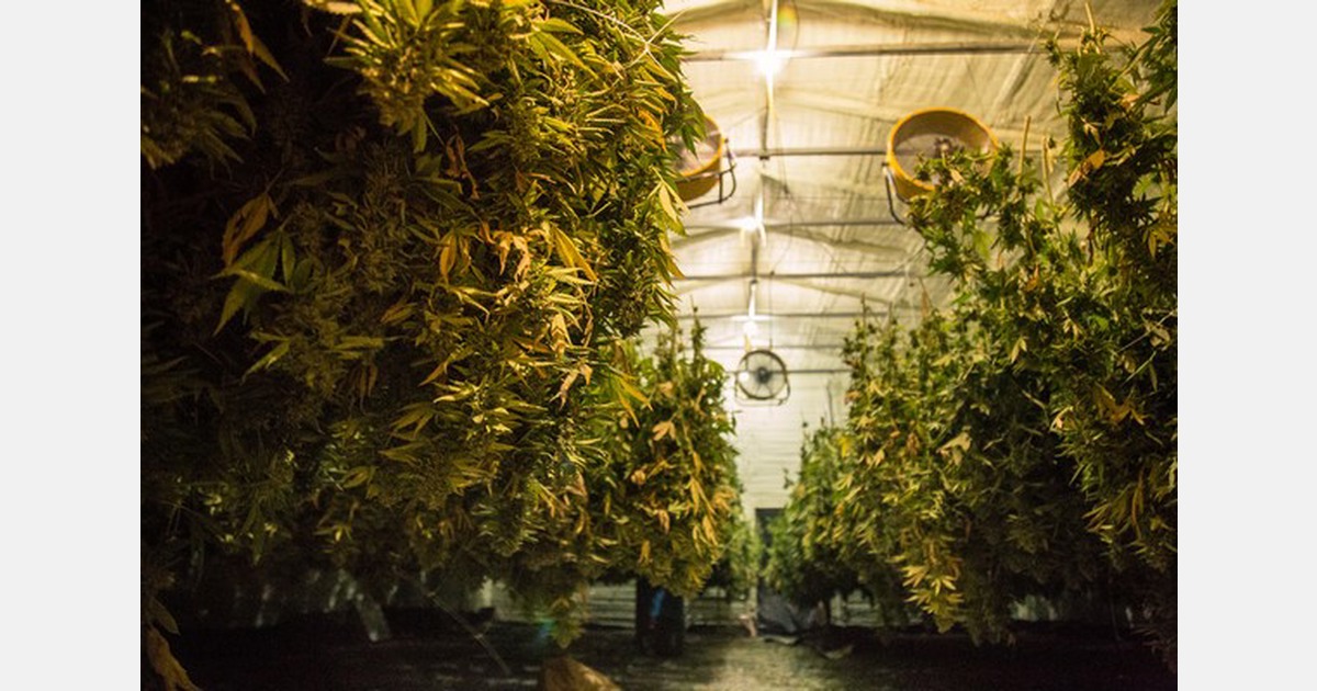 US (NY): Thrive Agritech releases new 600W Pinnacle LED grow light