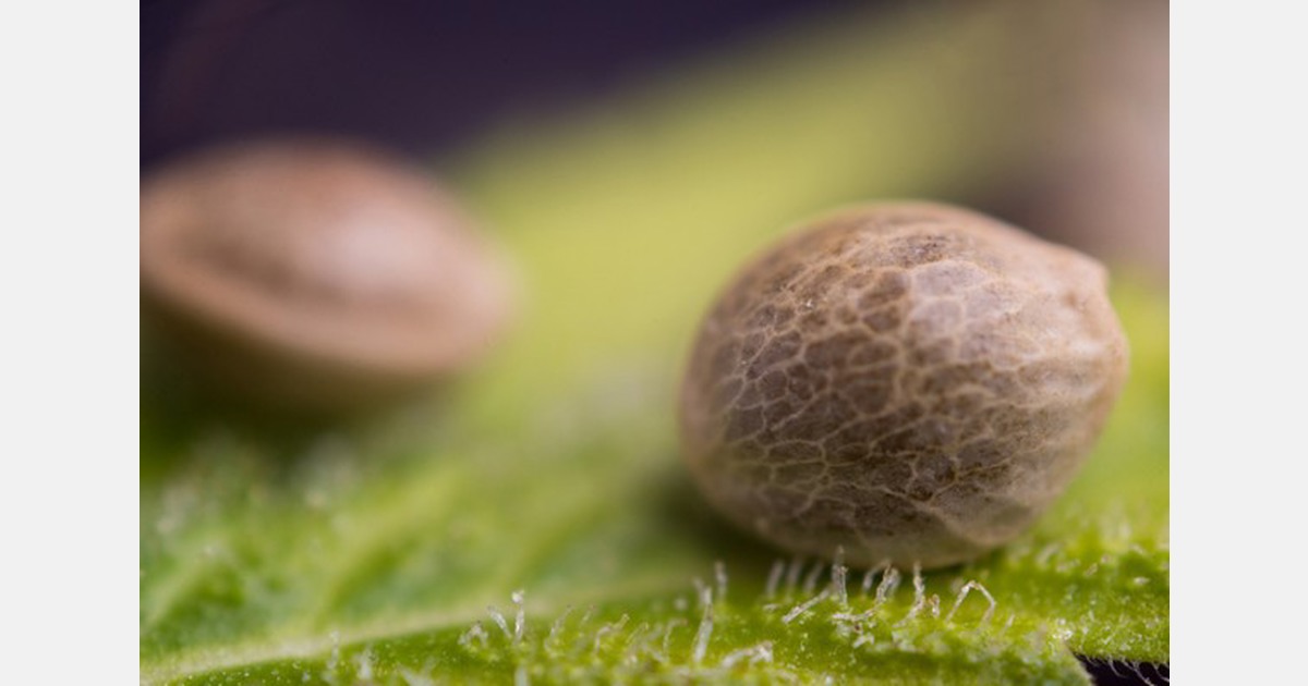 Clean seed and rapid germination – Zayndu to present new data at CEA 4.0