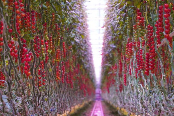 Far-red light as a tool for morphological control