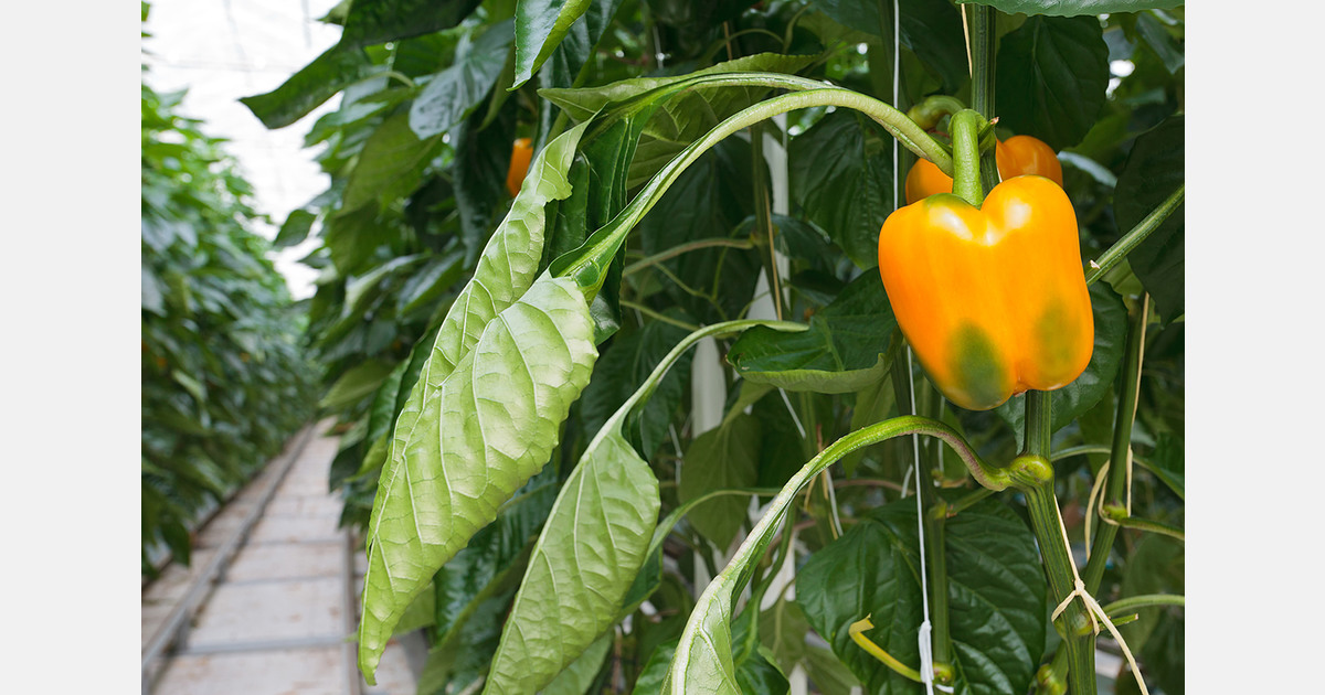 Spain: Almería pepper crops face increasing pressure from red spider ...