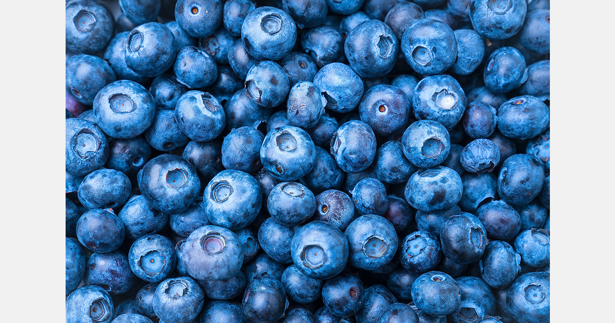 Peruvian blueberry production sees a decline in season 2023-2024