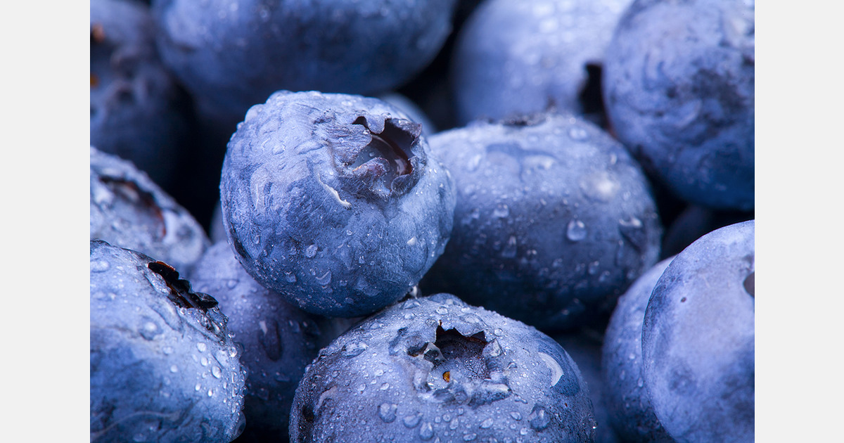 Innovative blueberry cultivation in east China's Anhui province