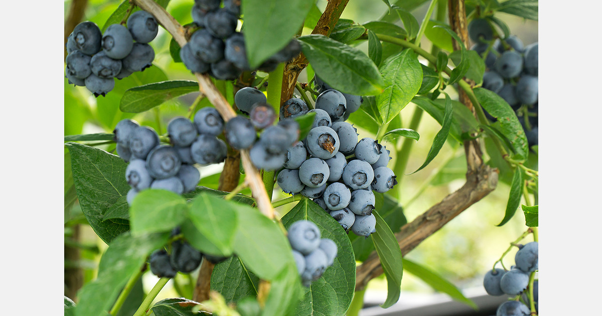 €20 million blueberry project launched in Cariñena